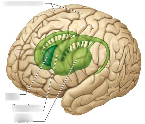 Structure Of The Basal Nuclei Diagram Quizlet