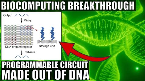 first ever programmable dna circuit is a breakthrough in biocomputing