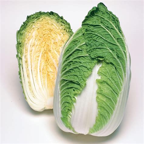 Chinese Cabbage Matsushima Brassica Rappa Pekinensia Group Sejahtera