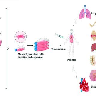 Schematic Diagram Of IPSC Based Cell Therapy Created By Biorender