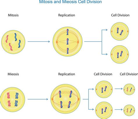 Mitosis And Meiosis Cell Division 23452891 Vector Art At Vecteezy