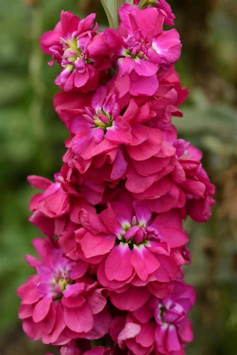 100 Stock Seeds Matthiola Column American Beauty