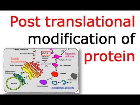 Protein Translational Modification Ppt Current Trends In The Vrogue Co