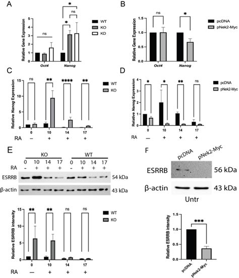 Nek2 Promotes Exit From Pluripotency Rt Qpcr Of Pluripotency Markers Download Scientific