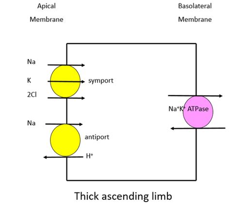 Loop Of Henle Flashcards Quizlet