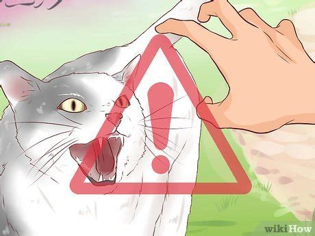 Cara Membuat Seekor Kucing Menyukai Anda Langkah