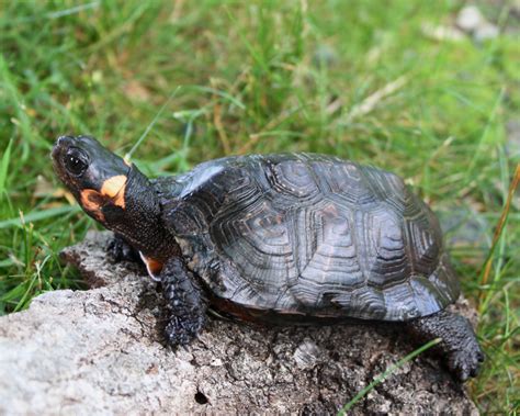 Bog Turtle Facts And Pictures
