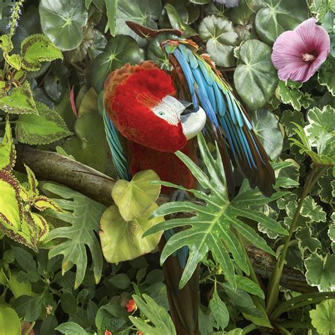 Canopy — Nick Pedersen