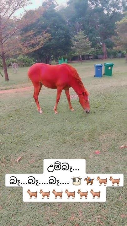 අහලා තියෙනවද අශ්වයා කෑගහන විදිය Youtube