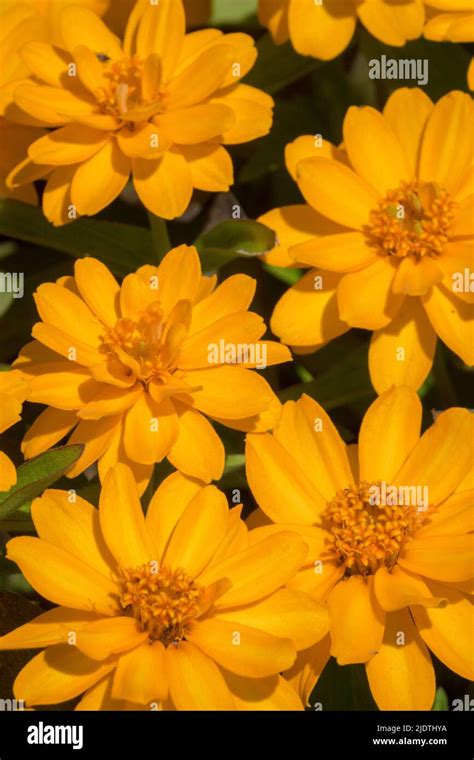 Zinnia Profusion Double Gold Yellow Zinnias Blooming Flowers Stock