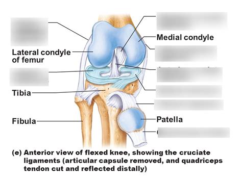 A P 1 Lab Practical Diagram Quizlet A P 1 Lab Practical Diagram Quizlet