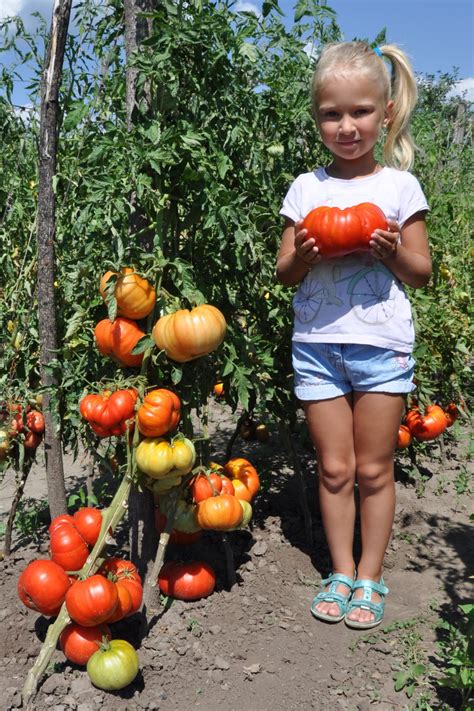 Насіння томату Гігант Жар Pomidorki