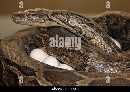 Model Of Burmese Python Python Molurus Bivittatus Laying Eggs Cross Section Stock Photo Alamy
