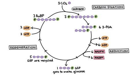 Calvin Cycle Photosynthesis
