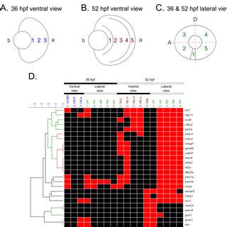 Hierarchical Clustering Of The Cellular Expression Patterns Of 25