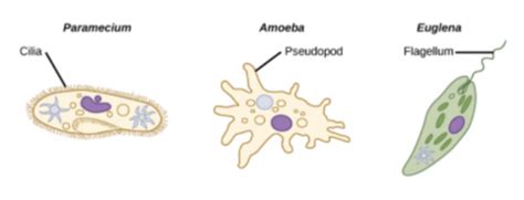 Cell Migration Flashcards Quizlet