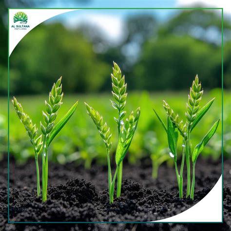 Npk Fertilizer Components Benefits And Best Practices For Modern Agriculture Alsultana