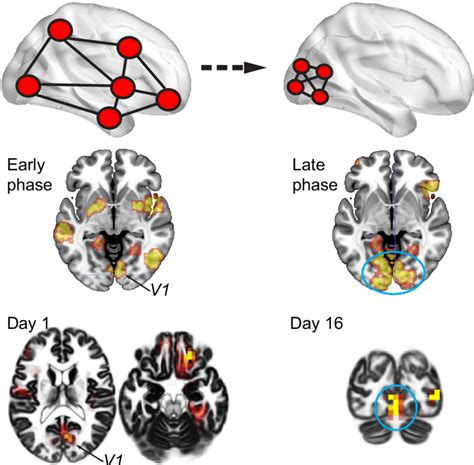 Evolution Of Associative Plasticity Into Mnemonic Threat Codes In The