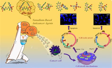 Exploring Anticancer Activities And Structureactivity Relationships Of Binuclear Oxidovanadium