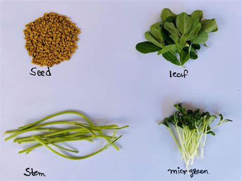 Trigonella Foenum Graecum L Fenugreek Seed Stem Leaf And Microgreens Download Scientific