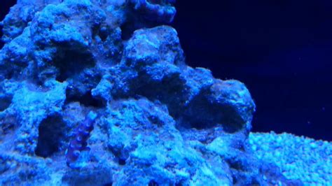 Algae Id Brown Stringy Algae Reef2reef Saltwater And Reef Aquarium