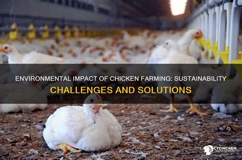 Environmental Impact Of Chicken Farming Sustainability Challenges And