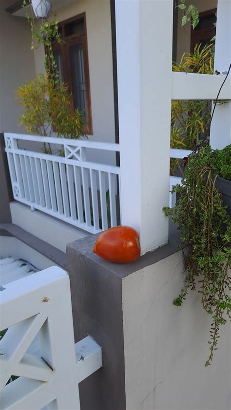 6 stages of tomato maturity plus object detection dataset by helmiubaya