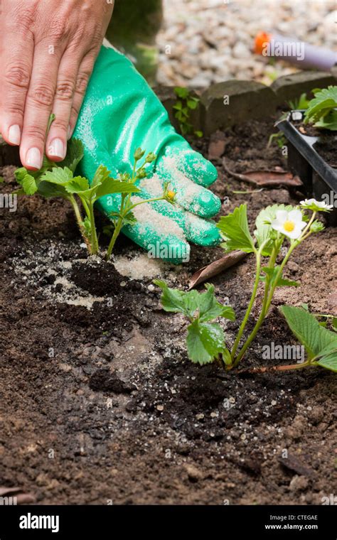 Applying Fertilizer Hi Res Stock Photography And Images Alamy