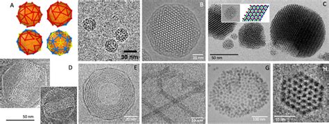 Cryo Em Laboratoire De Physique Des Solides