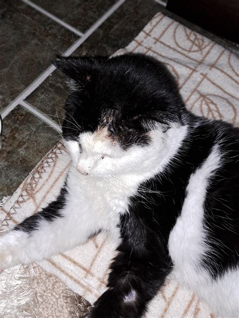 Whatre Those Spots On My Cats Skin Shes A Stray Cat I Take Care Of Every Now And Then She