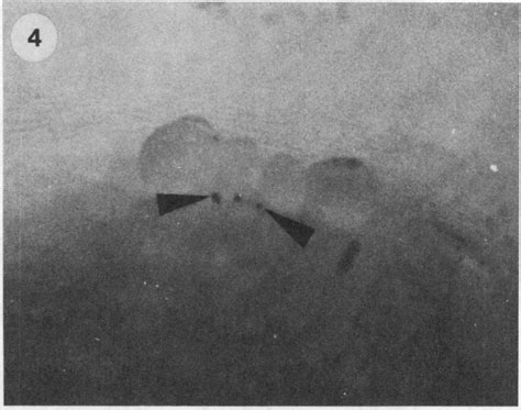 Three D Of Bud Growth At 11 D After Hormone Application The Lanolin