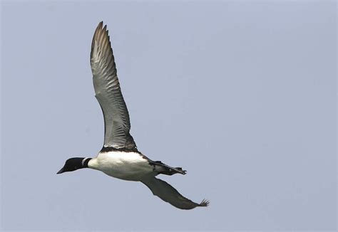 Common Loon Flying
