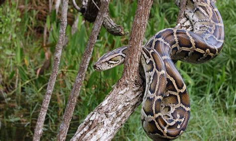 Understanding The Burmese Python A Vulnerable Species With A Complex