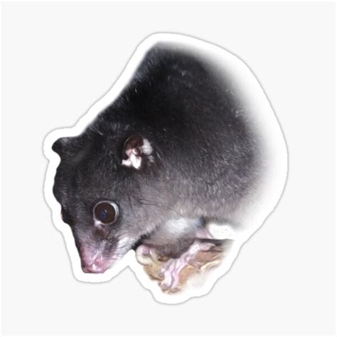 Ground Cuscus Sticker For Sale By Guardi71 Redbubble