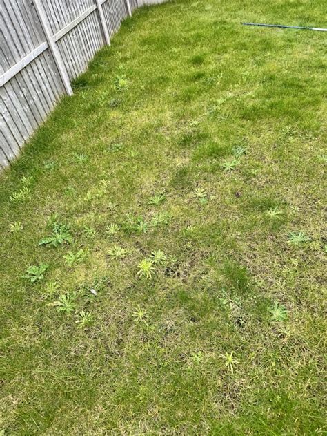 Weed Infested Lawn How To Treat Rlawncare