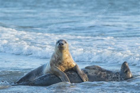 Male And Female Grey Seal Displaying Mating Behaviour Stock Image C051 9167 Science Photo