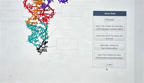 Solved Label The Structural Features Of The Yeast