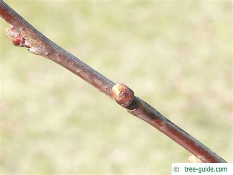 Fire Cherry Prunus Pensylvanica