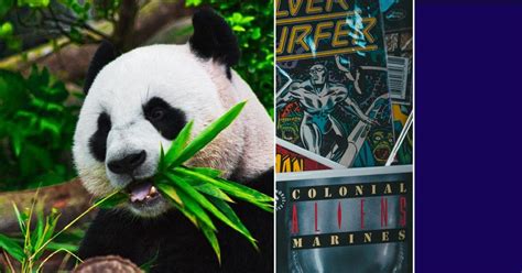 7 Stories About Conditions Python Curated By Usher James Medium