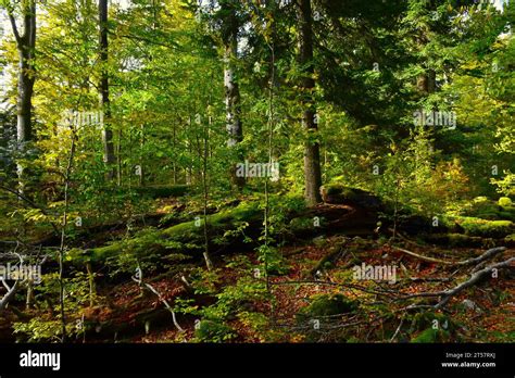 Mixed Conifer And Broadleaf Beech And Silver Fir Temperate Old Growth