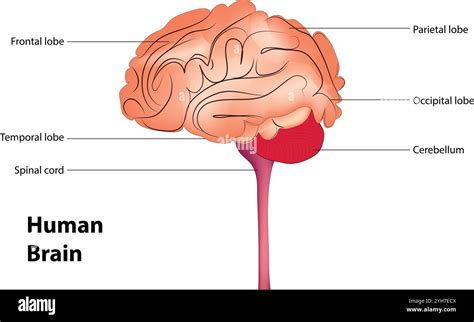 Human Brain Diagram Stock Vector Image And Art Alamy