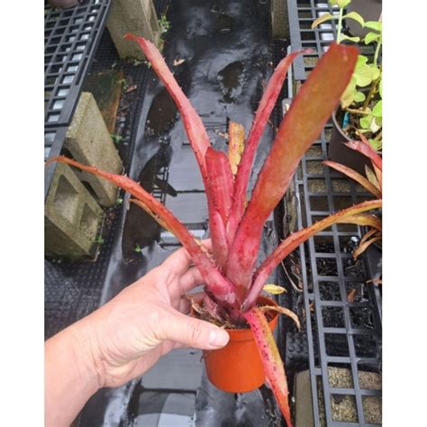 積水鳳梨 Aechmea Bracteata Rubra紅色蜻蜓 蝦皮購物