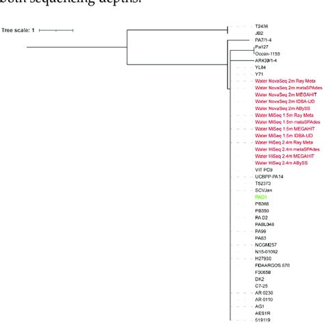 Whole Genome Phylogenetic Tree Of Extracted Reads Classified As Download Scientific Diagram