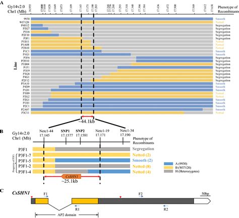 Map Based Cloning Of The Rs Locus A Fine Mapping Using 28 Recombinants