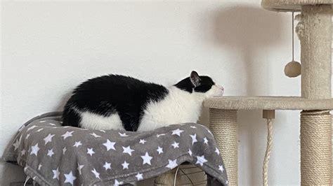 Felix Hat Herbstdepression R Augenbleiche