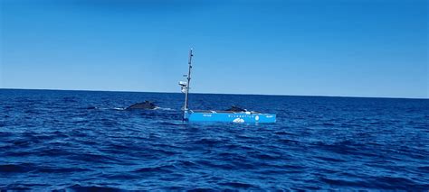 Marine Mammal Monitoring In Australia With Usv Massworldnews