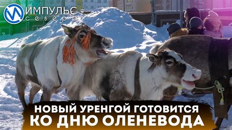 Новый Уренгой готовится ко дню оленевода - YouTube
