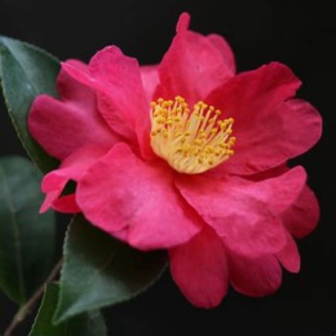 Organic Tsubaki Camellia Seed Oil (50 ml) – Beauty Secrets of Japan