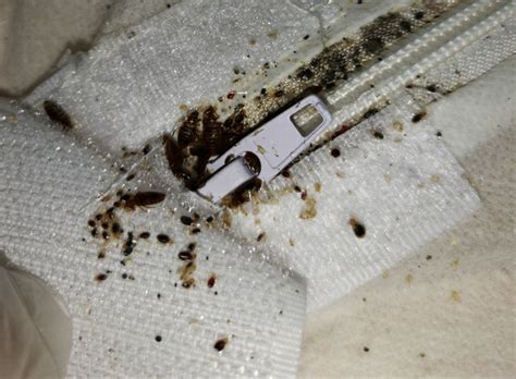 Rrem Pcs Pest Control