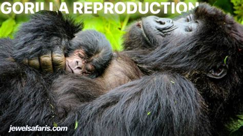 Gorillas Sex And Gorilla Mating Jewel Safaris